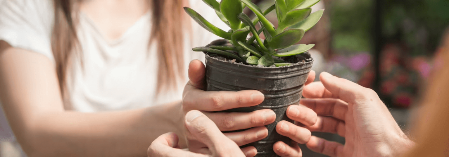 Sreejisha R B | Plant Care | Wayanadan Touch Garden, Wayanad